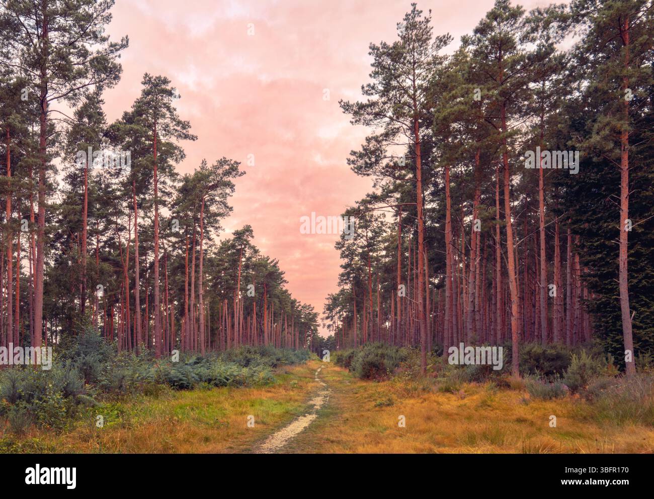 Soft blush of orange hi-res stock photography and images - Alamy