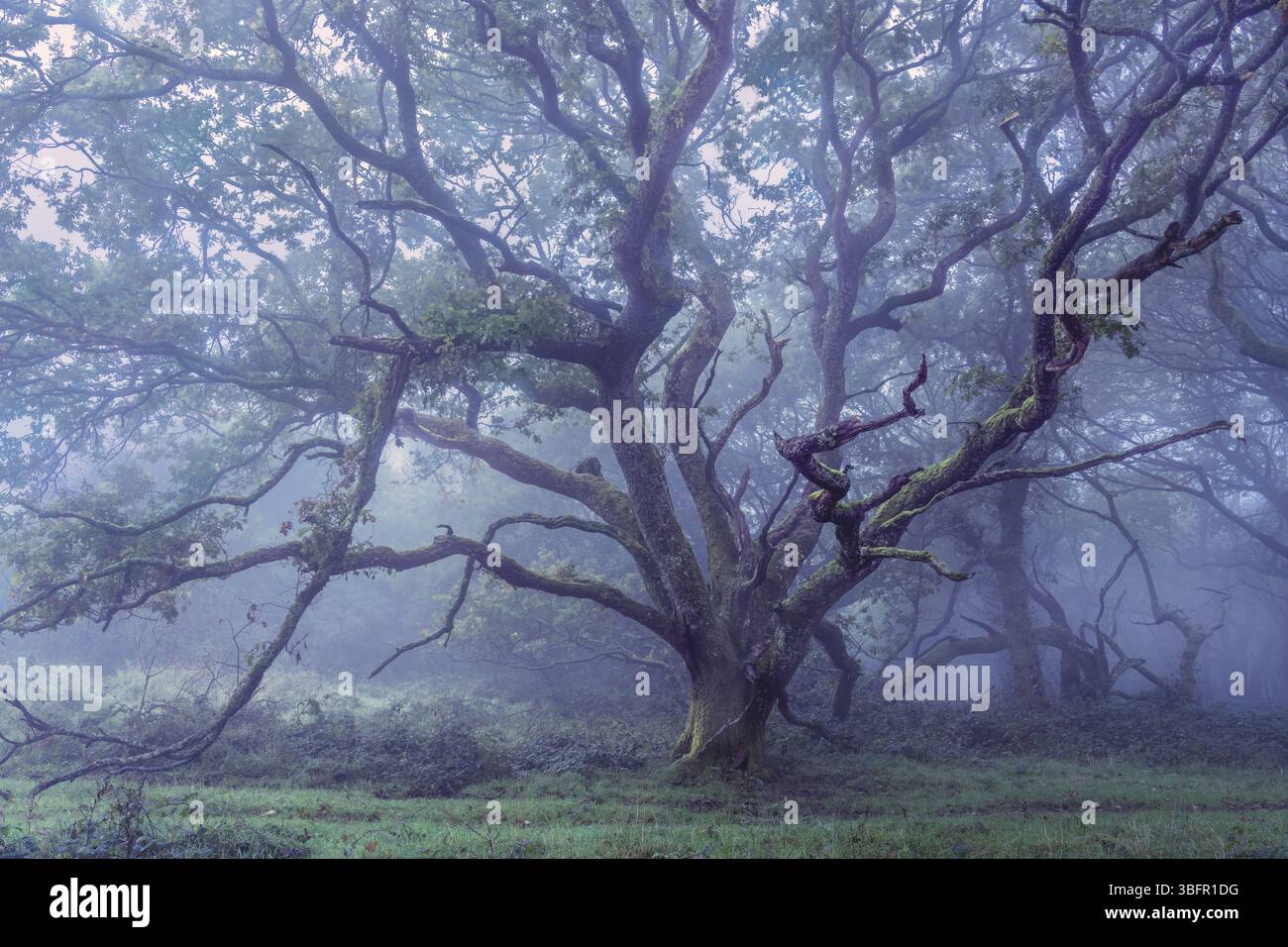 English woodland on misty hi-res stock photography and images - Alamy