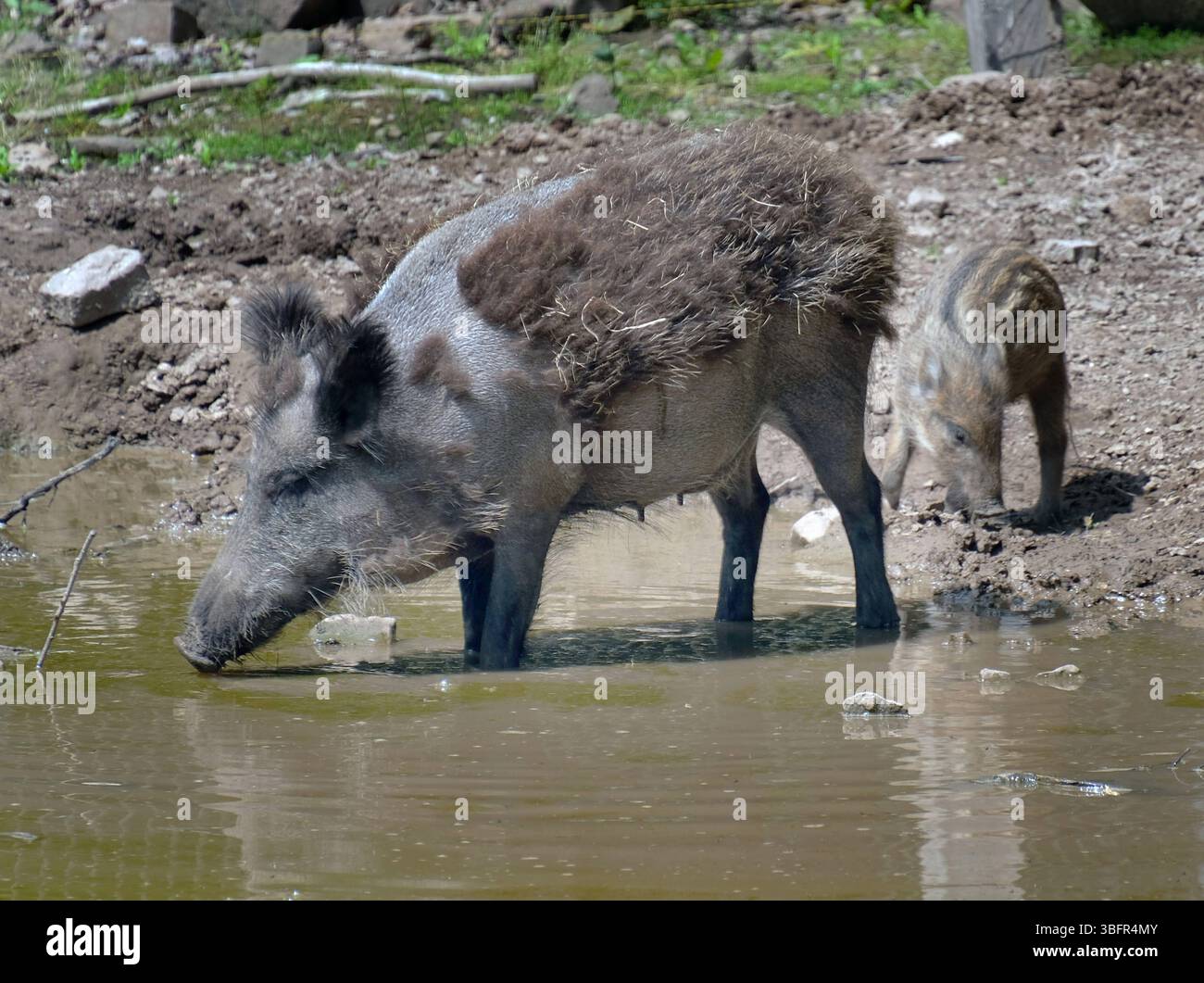 Wildschwein in freier Natur im Fruehling Wildschwein in freier Natur ...