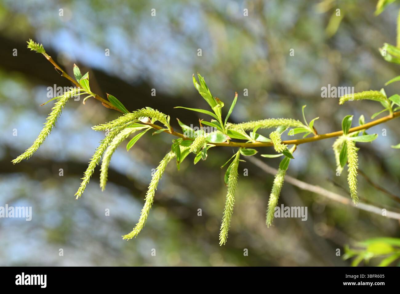 Slender green spring flowers of white willow, Salix alba UK April Stock ...