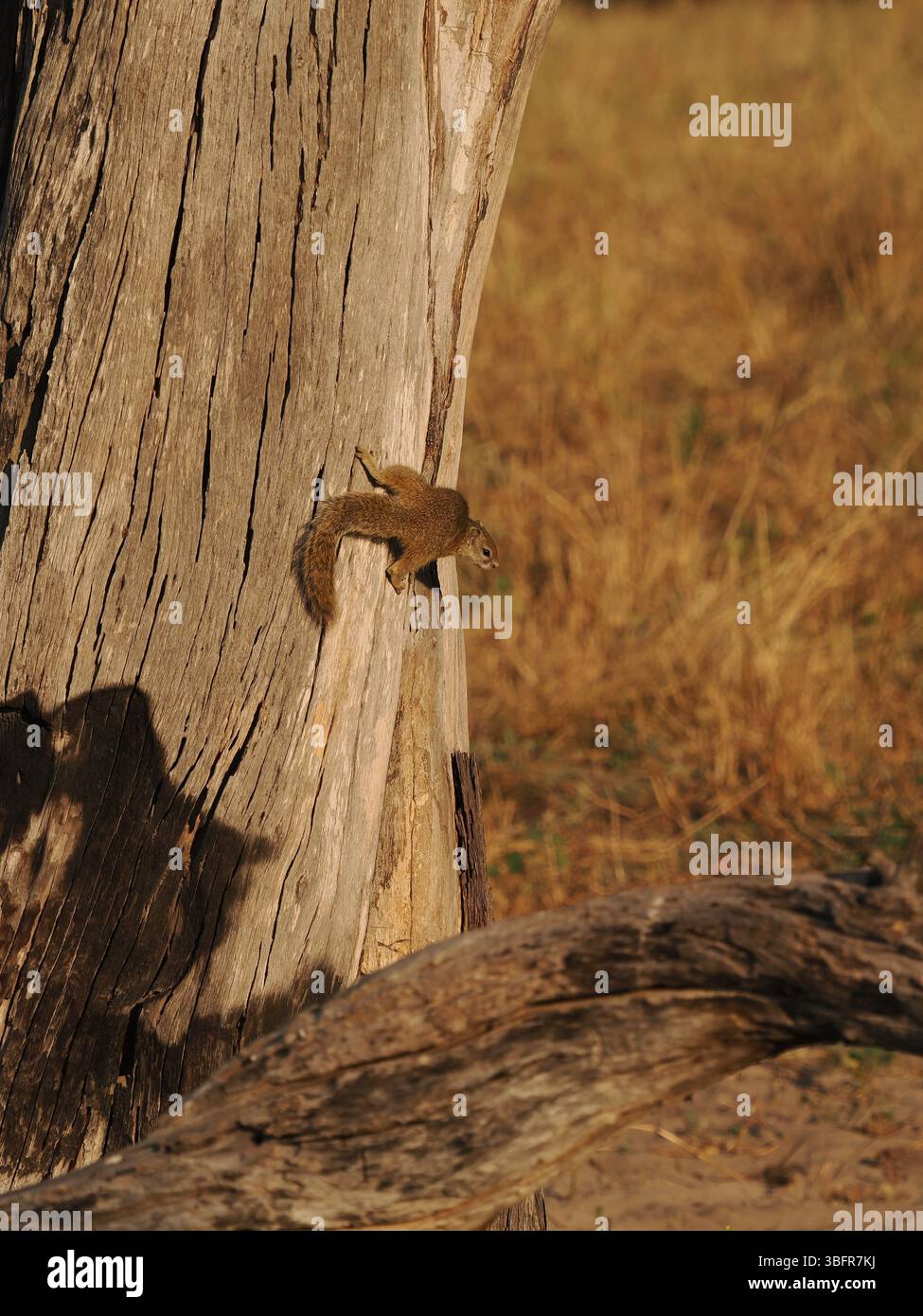 Tree squirrels, (Smith's bush squirrel) are common in the Okavango Delta, often seen on the ...
