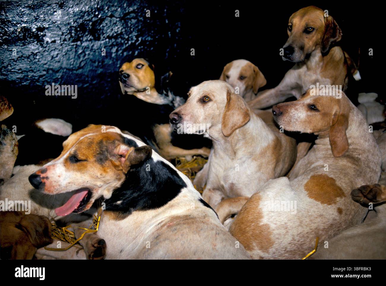 English foxhounds pack their kennels after a days hunting. Pack of ...