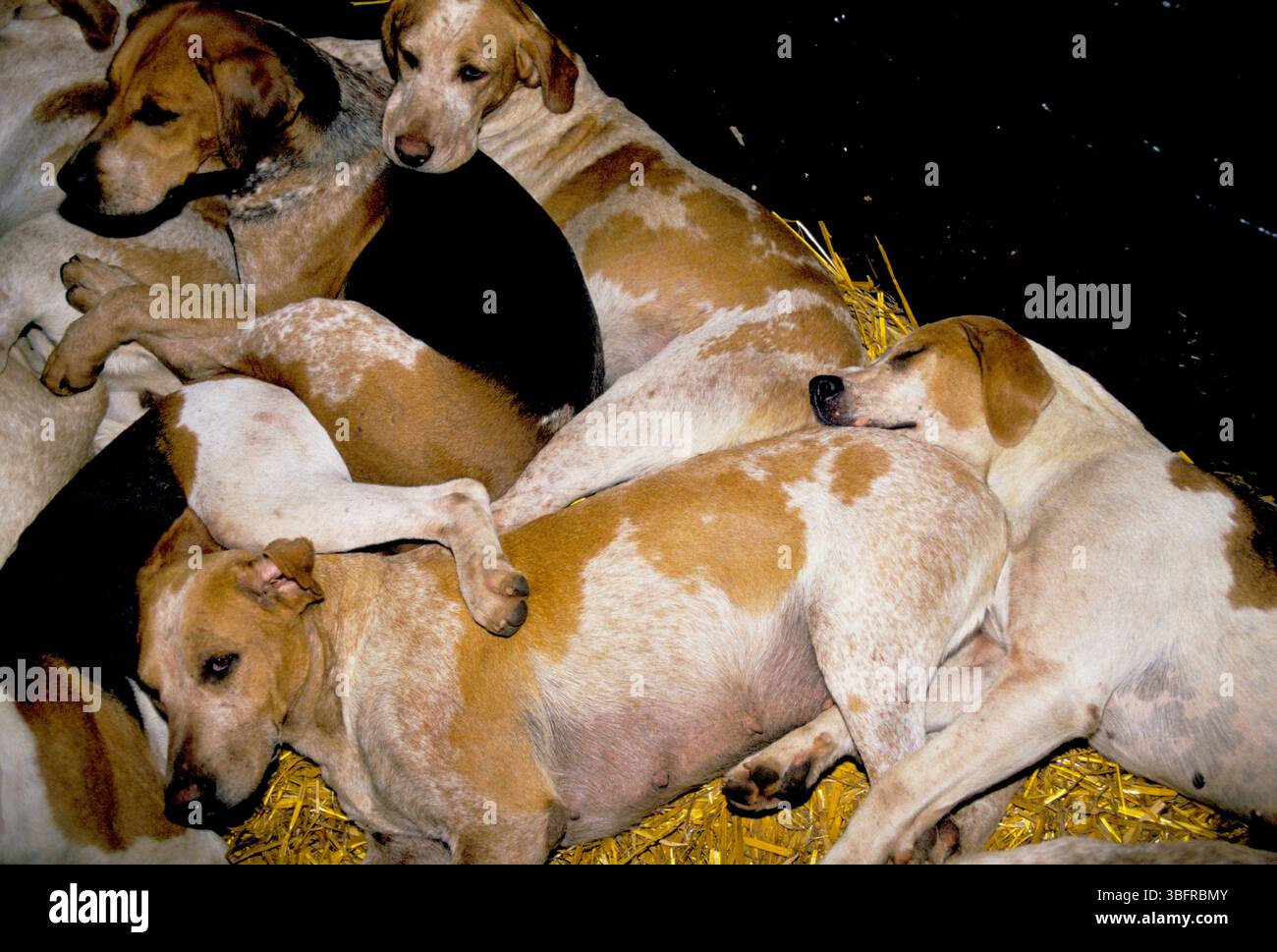 English Foxhound pack dogs in their kennels after a days hunting. Pack ...