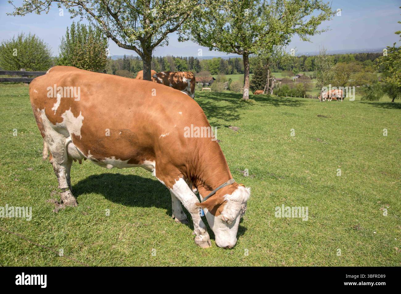 Bad Feilnbach, Deutschland 28. April 2025: Im Bild: Eine Fleckvieh-Kuh ...