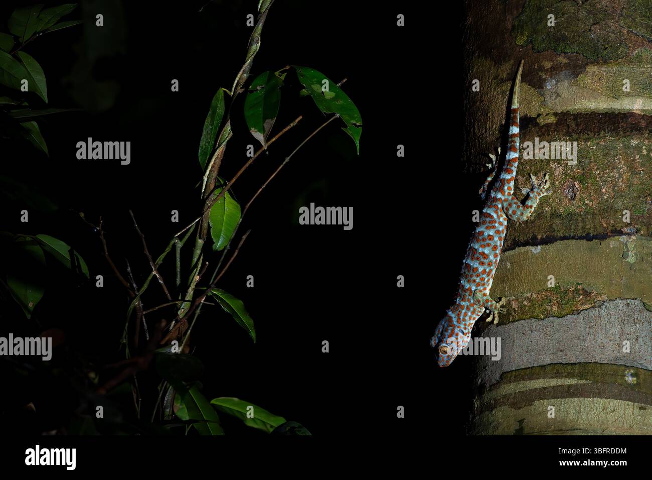 Tokay Gecko - Gekko gecko, beautiful large lizard from Asian gradens ...