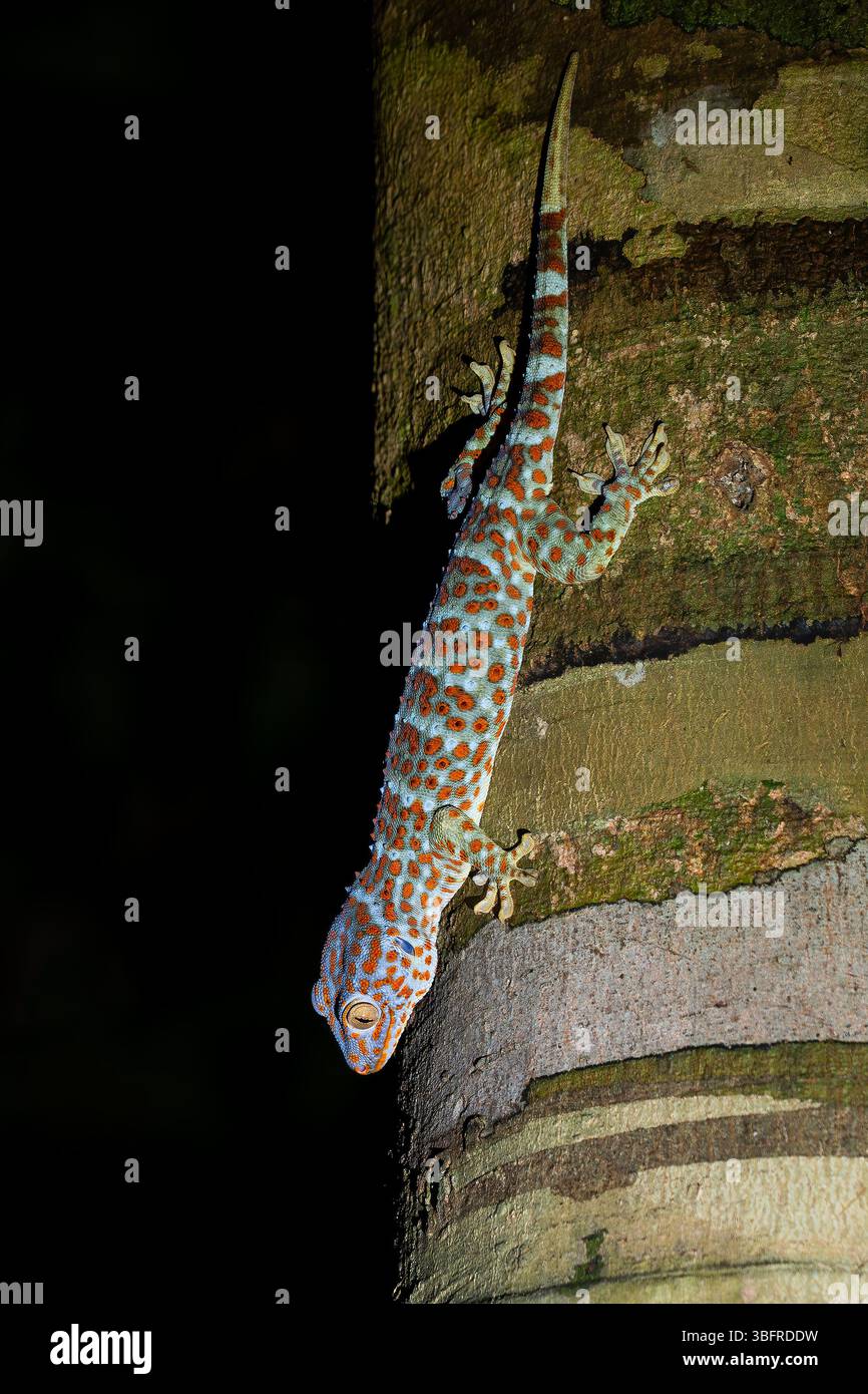 Tokay gecko gekko close hi-res stock photography and images - Alamy