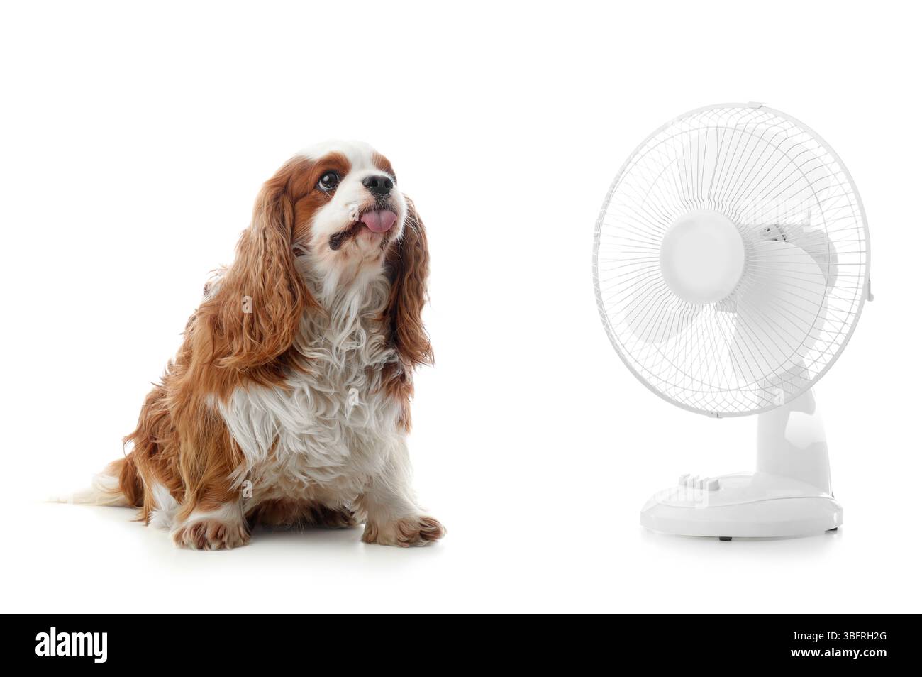 Funny dog and electric fan on white background Stock Photo - Alamy