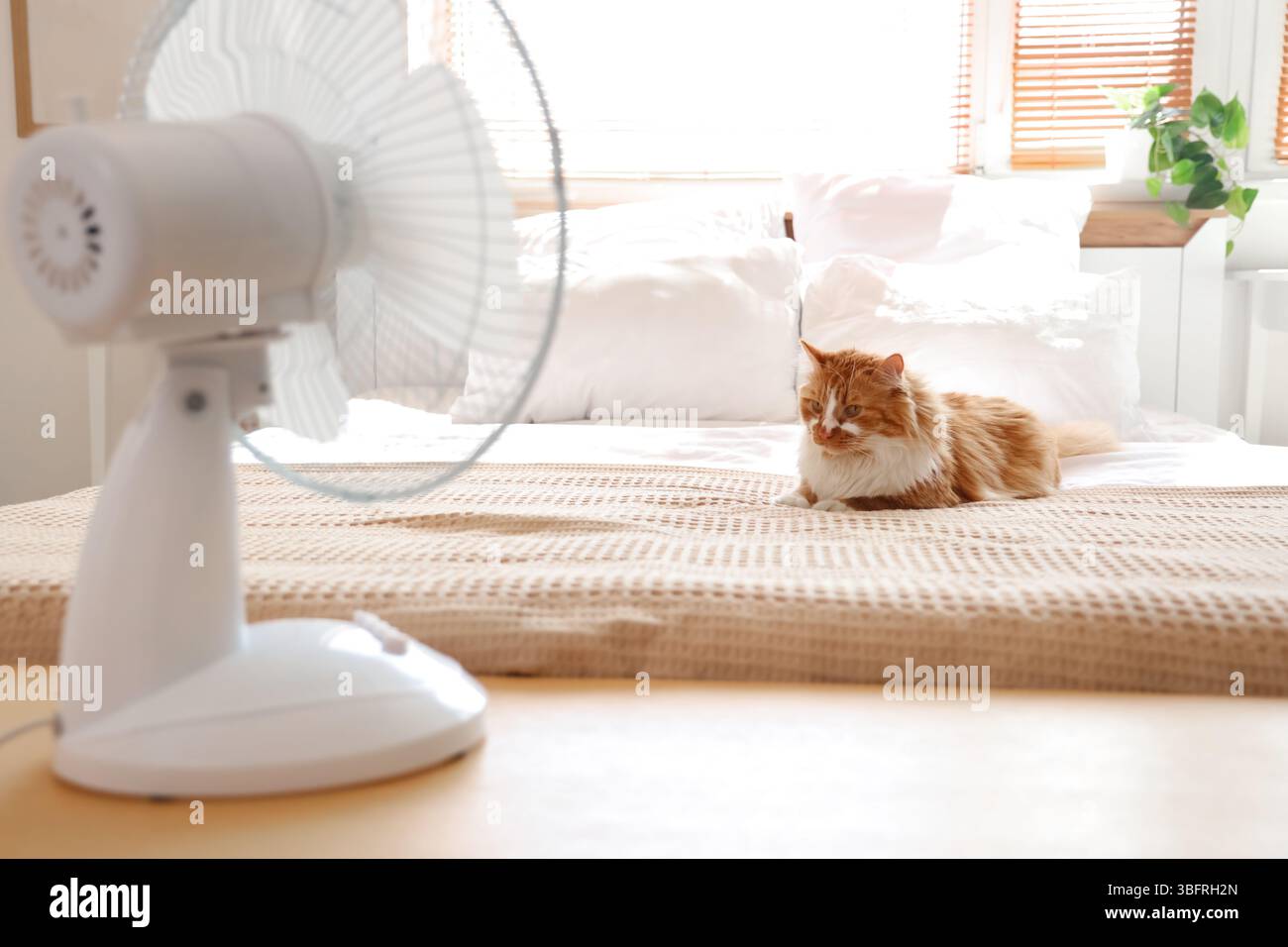 Funny cat electric fan hi-res stock photography and images - Alamy