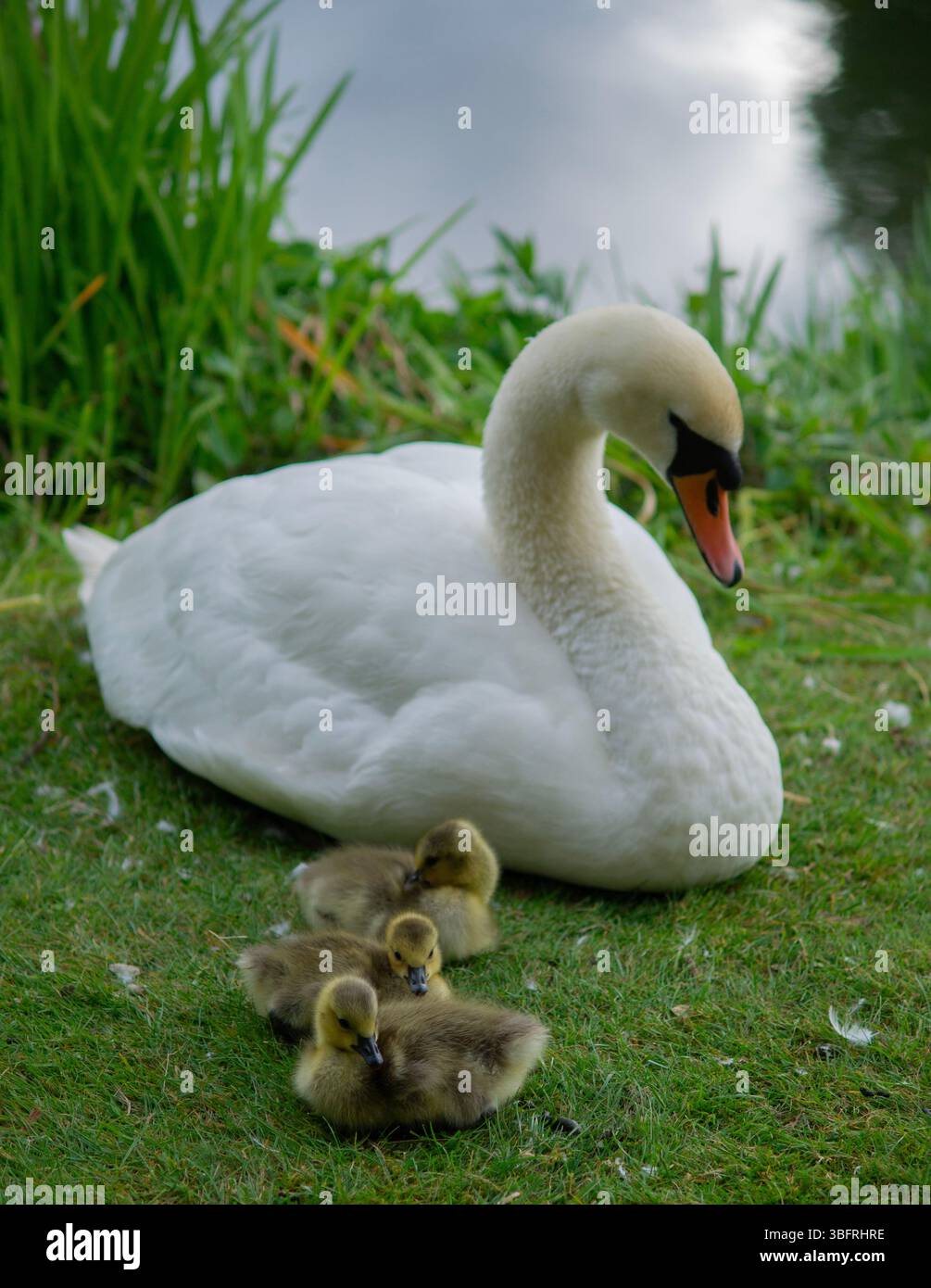 Swan with adopted goslings Stock Photo - Alamy