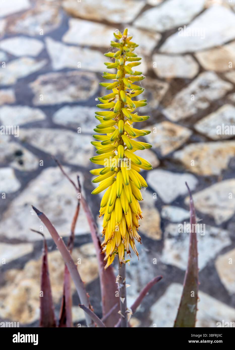 Yellow tubular flowers on a stalk of an aloe vera plant Stock Photo - Alamy