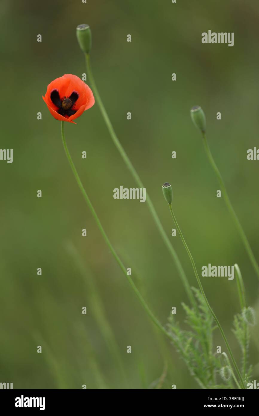 Red beautiful wild poppies hi-res stock photography and images - Alamy