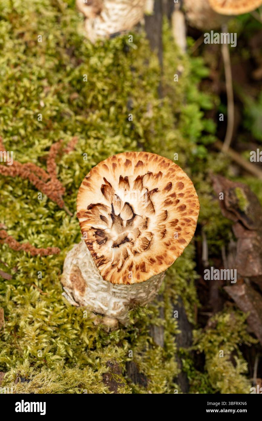 Natural close up Fungi plant portrait of Dryads Saddle, Polyporus ...