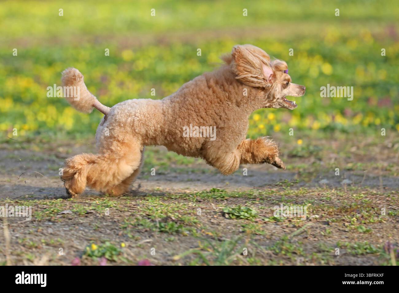 Cute red toy poodle walking on the grass outdoor Stock Photo - Alamy