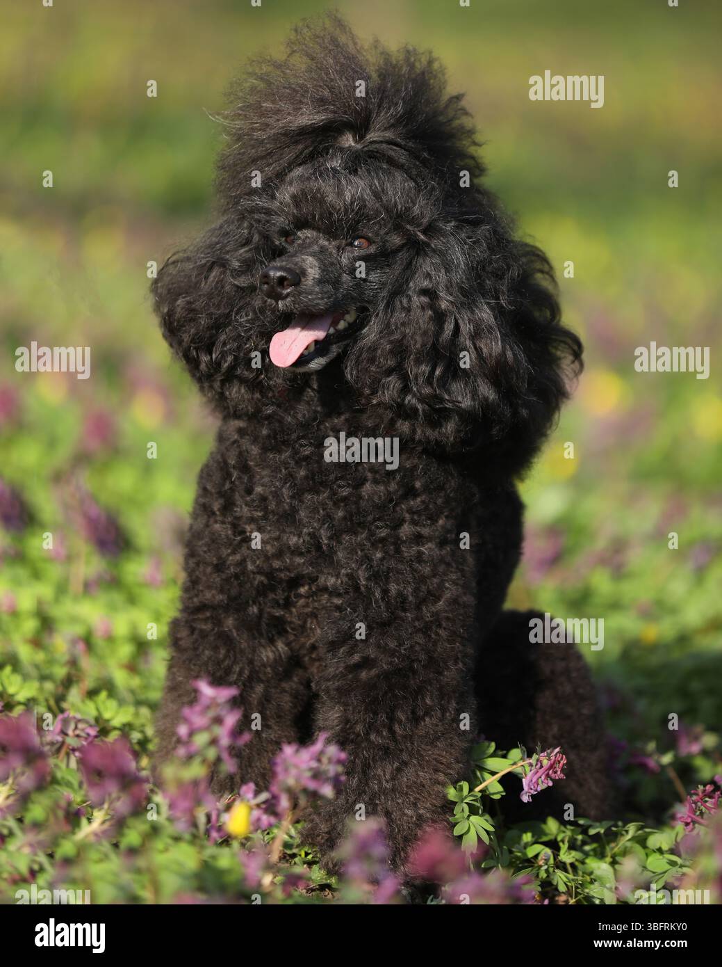 Cute black poodle sitting on the grass outdoor Stock Photo - Alamy