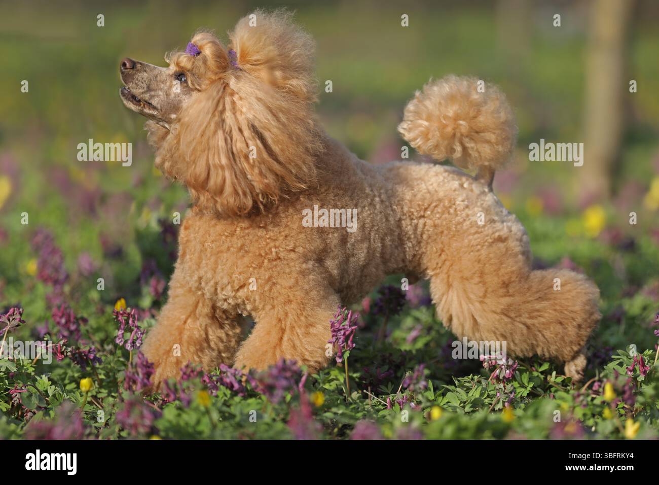 Cute red toy poodle walking on the grass outdoor Stock Photo - Alamy