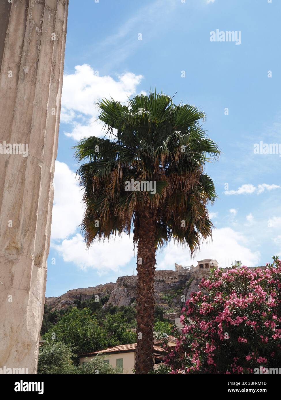 Palm tree and column with pink oleander bush in front of Acropolis ...