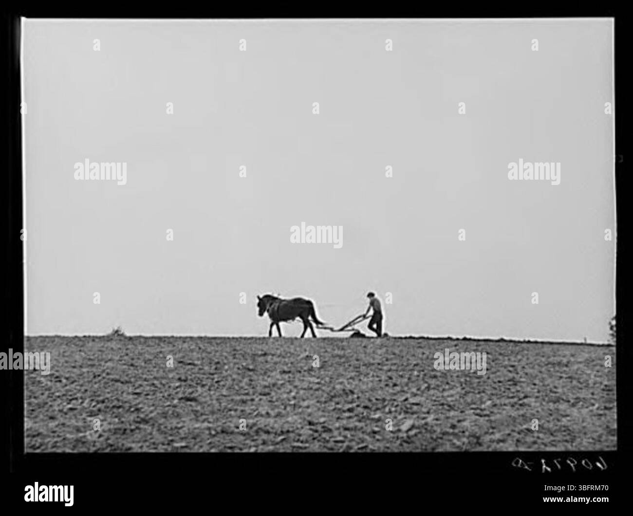 This image shows the plowing of ground in preparation for cantaloupe ...