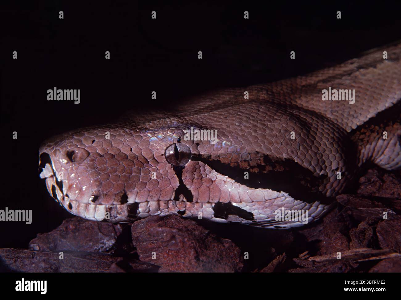 Common Boa, Boa constrictor, Boidae Stock Photo - Alamy
