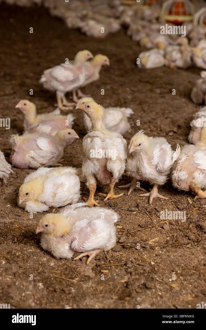 chickens aged about 7 days old during the process of changing down to ...