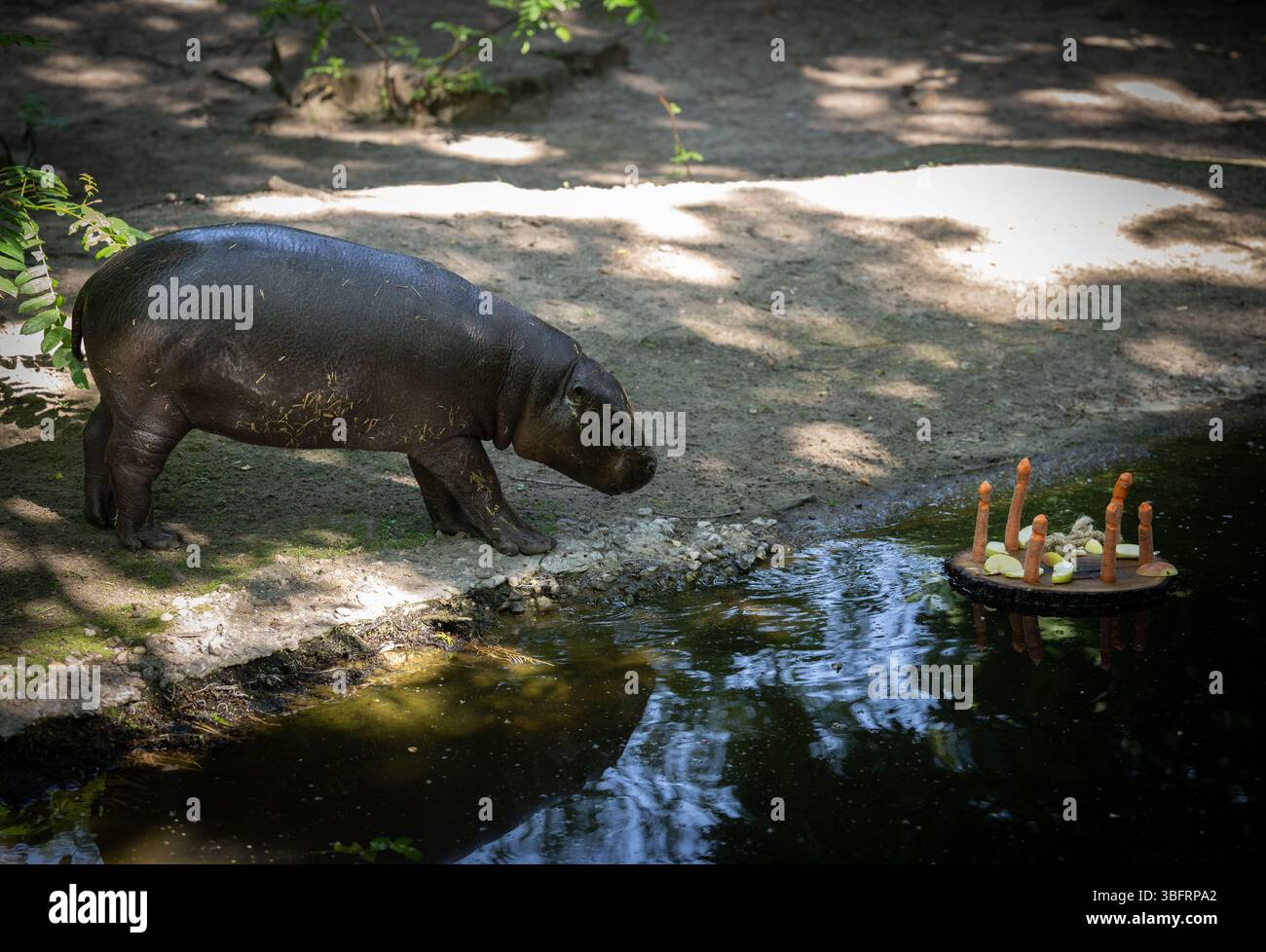 03 June 2025, Berlin: Toni the pygmy hippopotamus is given a cake made ...