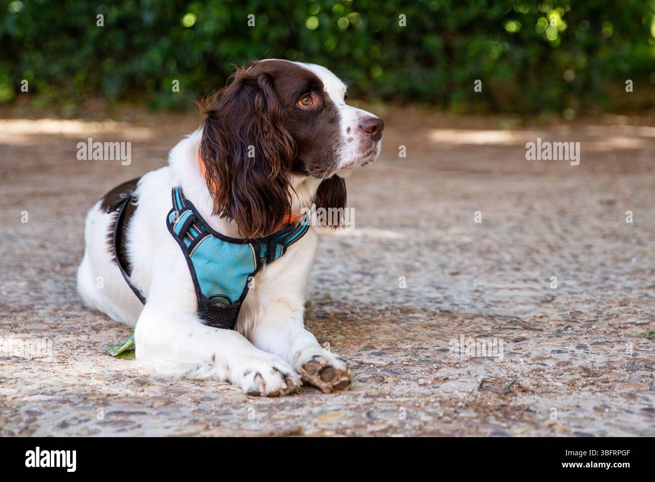 Cute springer spaniel dog hi-res stock photography and images - Alamy