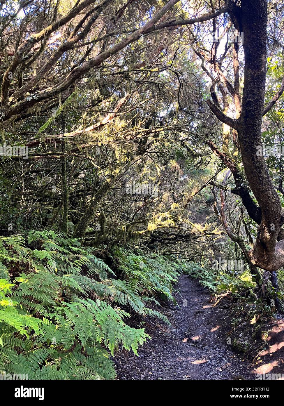 Mystical trail through dense laurel forest in the Anaga mountains ...