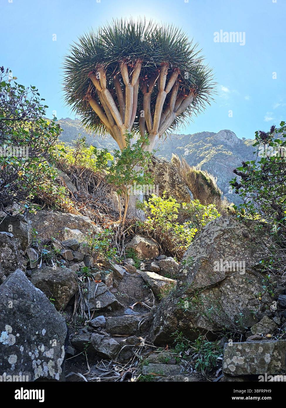 Dragon tree volcanic terrain hi-res stock photography and images - Alamy