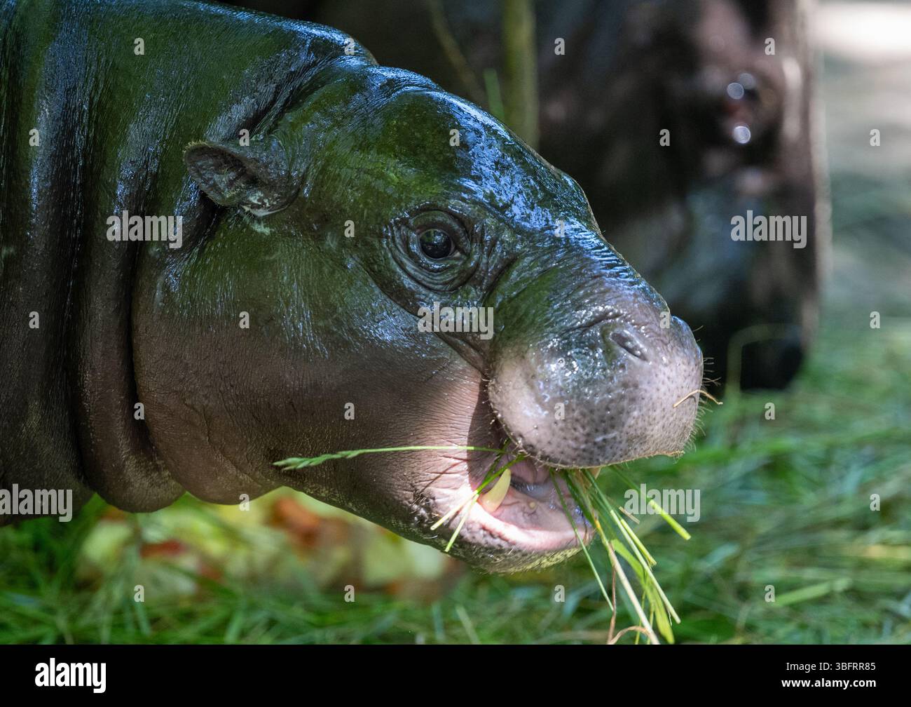 Berlin, Germany. 03rd June, 2025. Toni the pygmy hippopotamus eats ...