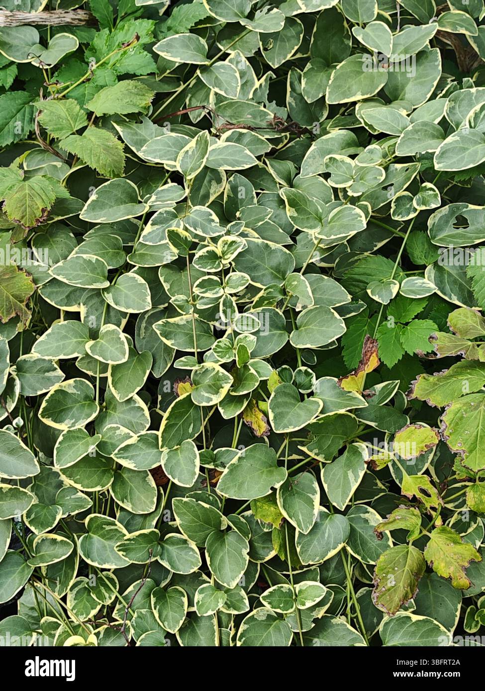 the color green, a common color in plants and nature the color green, a ...