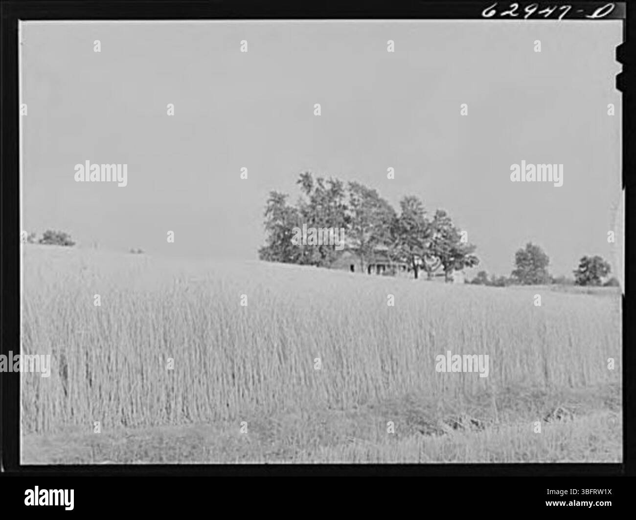 This image shows a vast wheat farm, showcasing the agricultural ...