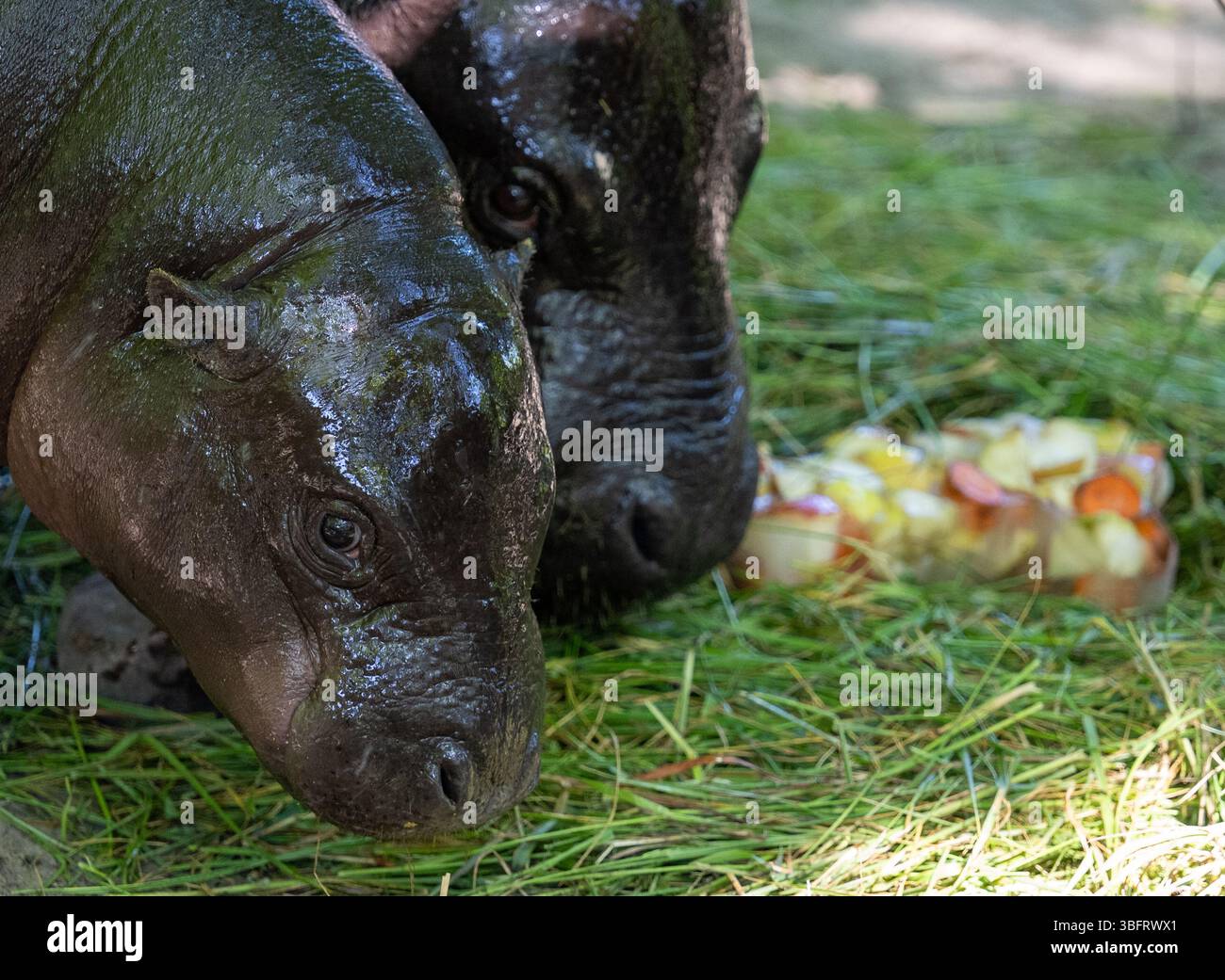 03 June 2025, Berlin: Dwarf hippopotamus Toni (l) eats grass next to ...