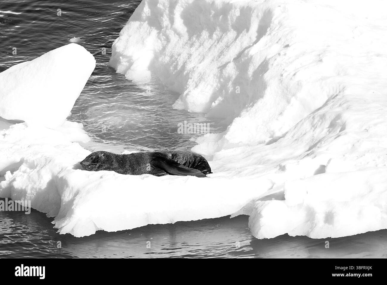 Black And White Photo Of An Antarctic Fur Seal Resting On A Small ...