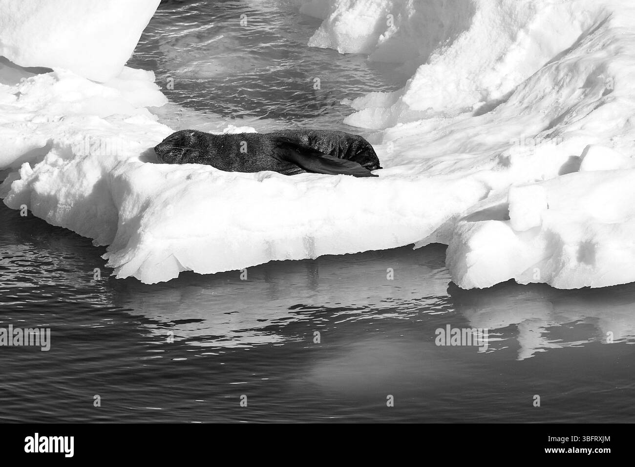 Black And White Photo Of An Antarctic Fur Seal Resting On A Small ...