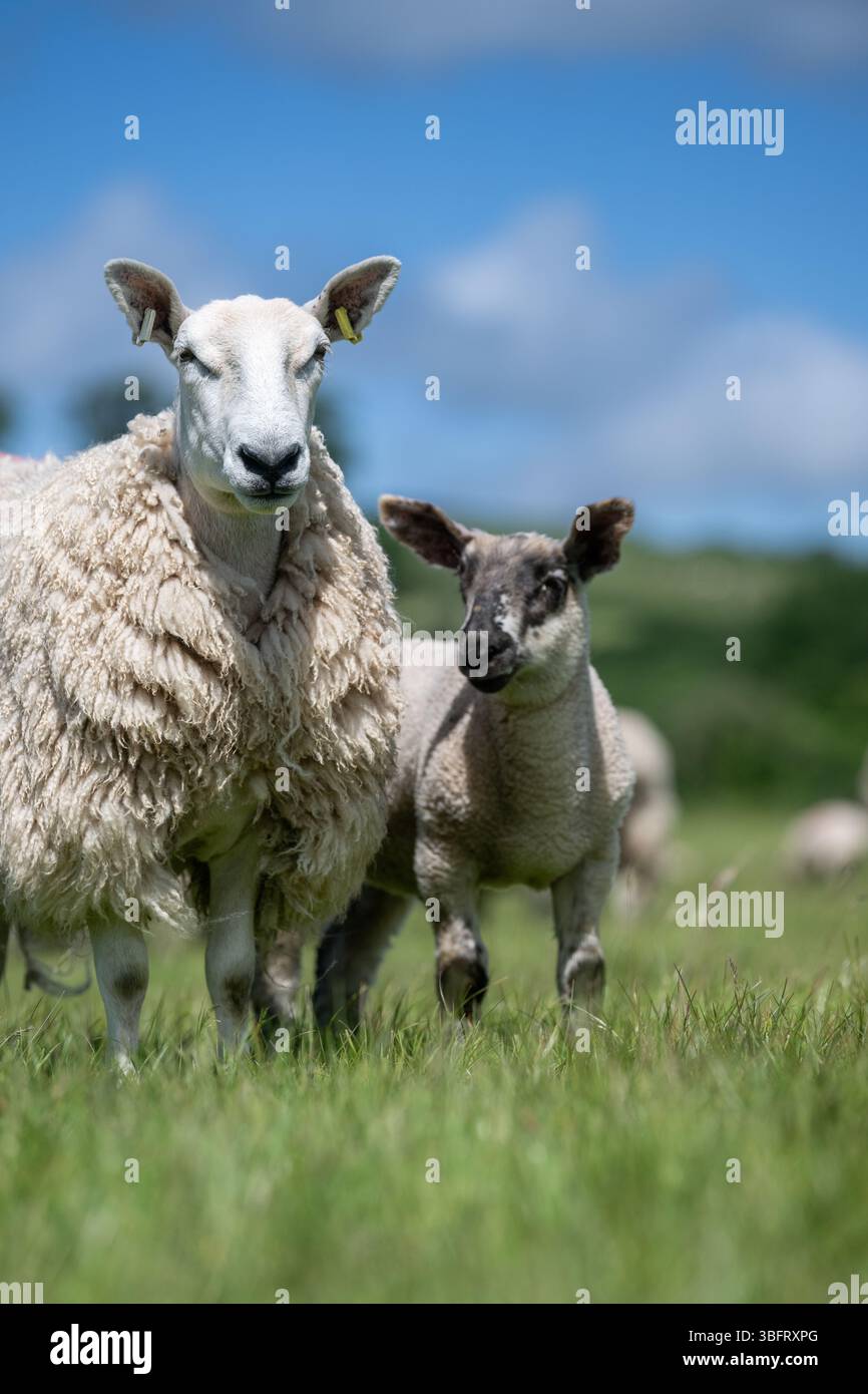 Cheviot Mule ewes in a lowland pasture, with suffolk sired lambs at ...