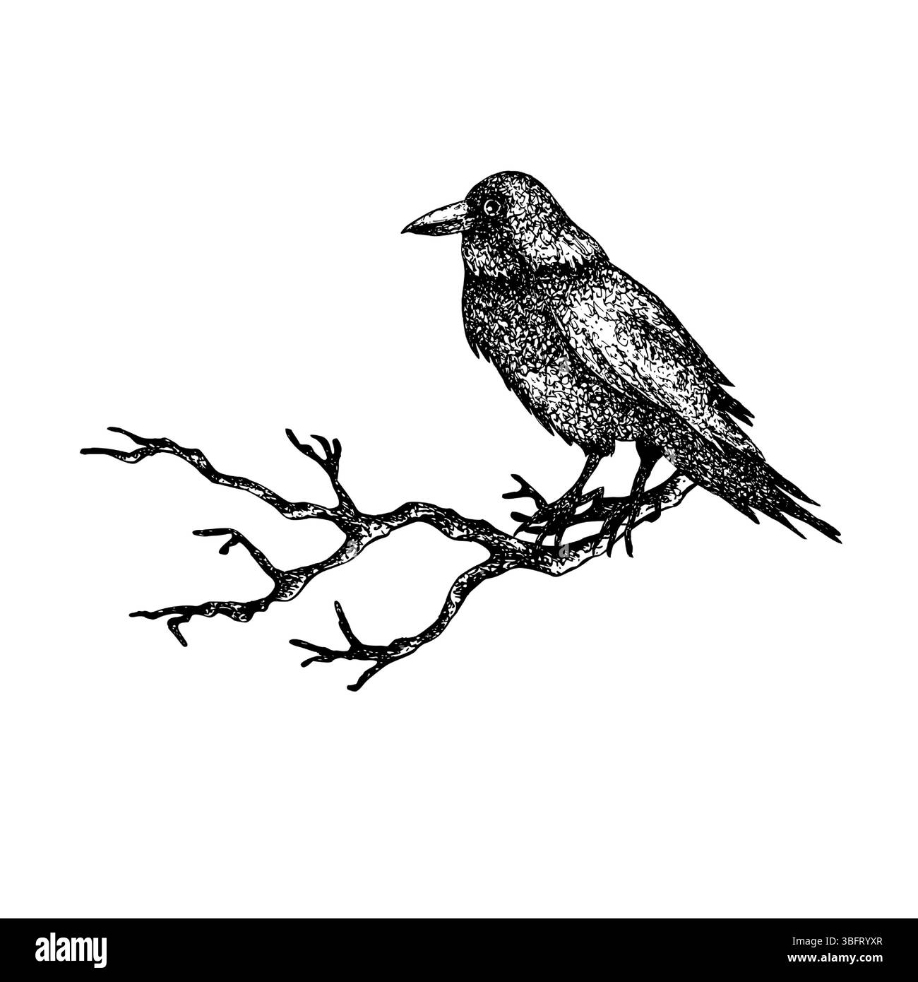 Black crow on dry branch. Graphic vector illustration. Hand drawn ...