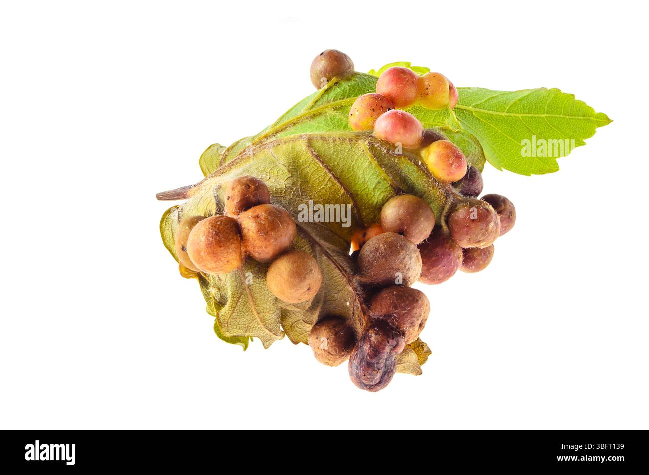 Leaf with insect galls on white background Stock Photo - Alamy
