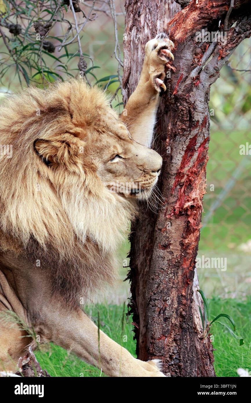 Lion (Panthera leo) in the Drakenstein Lion Park, Klapmuts, South ...