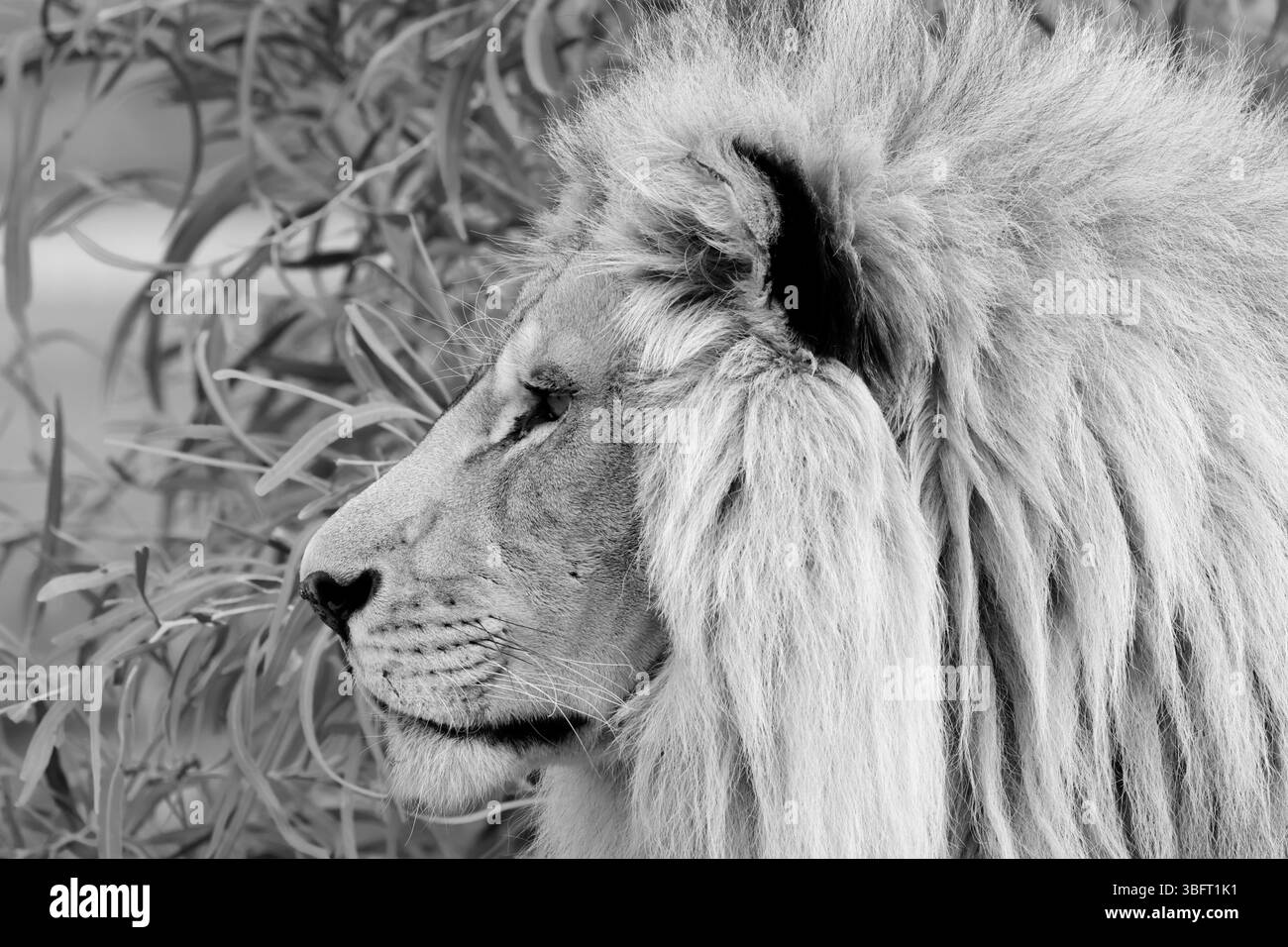 Lion (Panthera leo) in the Drakenstein Lion Park, Klapmuts, South ...