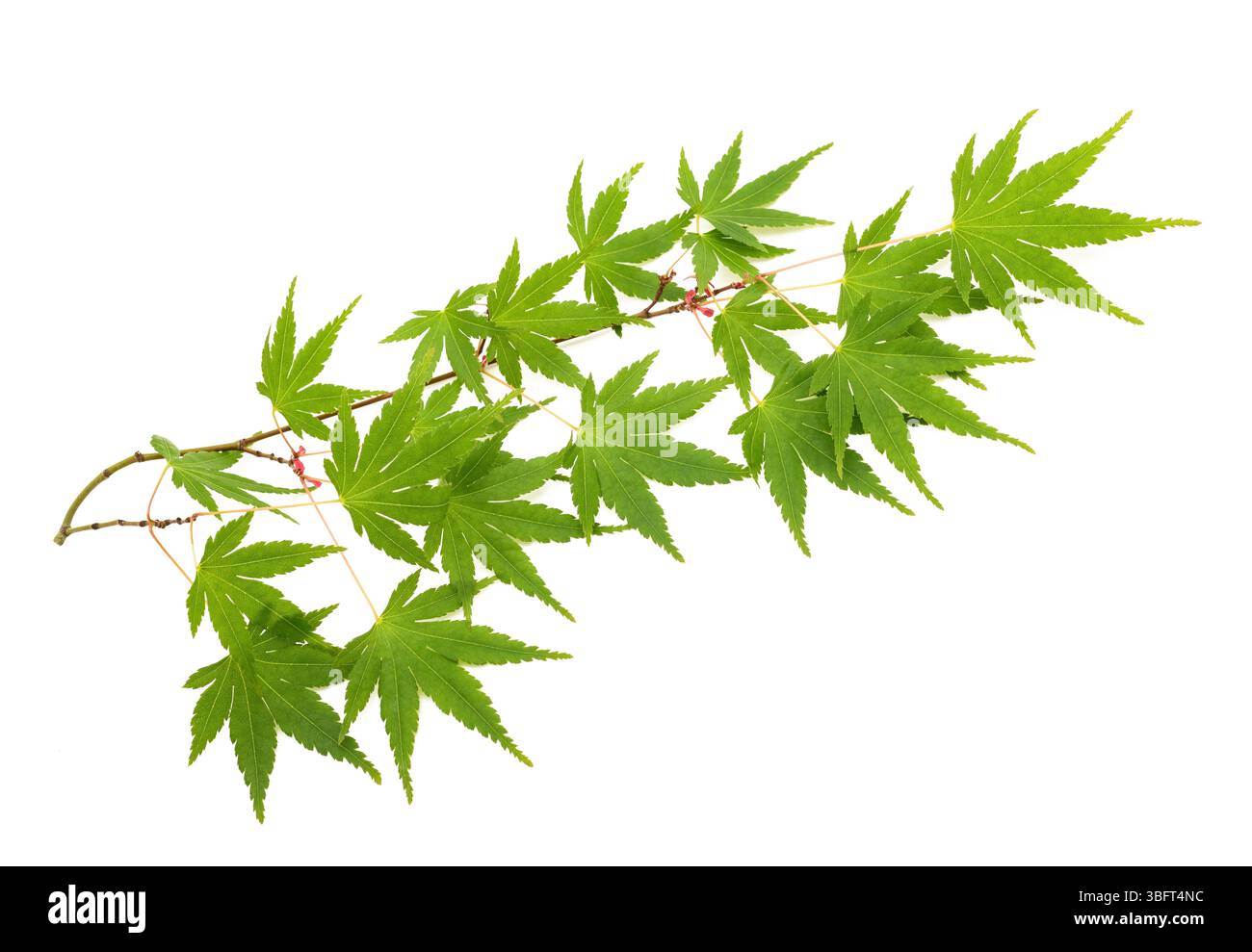 Japanese maple acer palmatum momiji Cut Out Stock Images & Pictures - Alamy