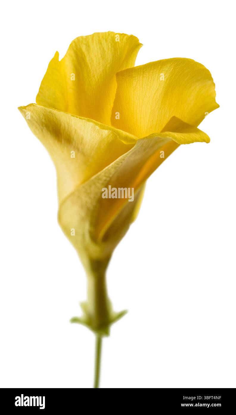Oleander flowers on background Cut Out Stock Images & Pictures - Alamy