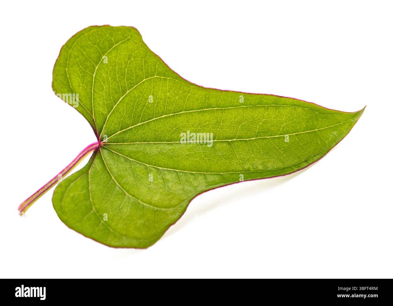 Chinese yam leaf isolated on white Stock Photo - Alamy