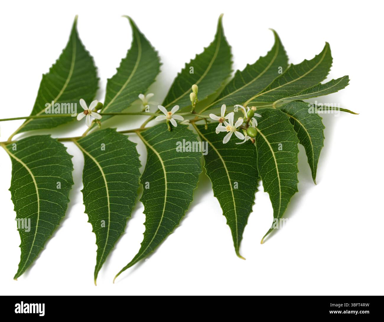 Neem flowers leaves and fruits isolated on white Stock Photo - Alamy