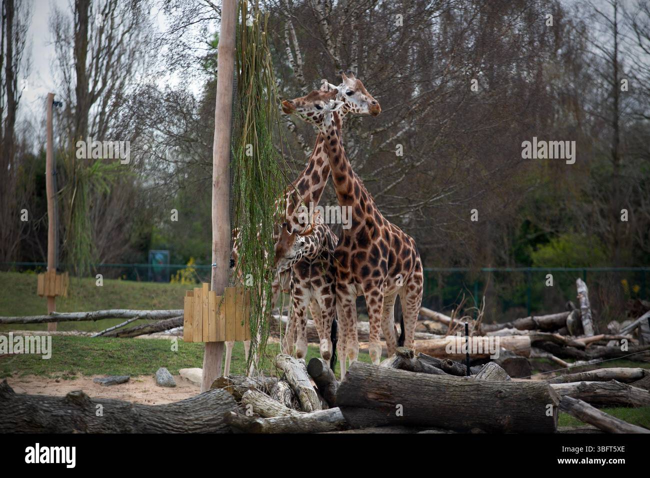 Giraffes at Chester Zoo in the new 'African Savannah'. The first look ...