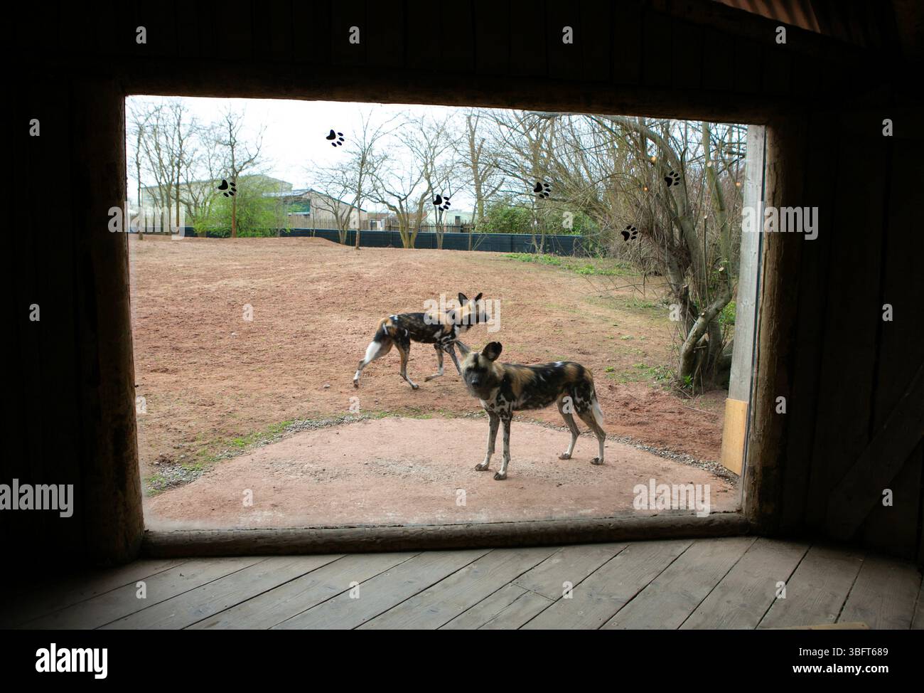 African Wild dogs in their enclosure at Chester Zoo in Cheshire. The ...