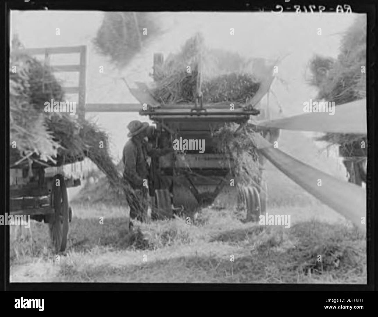 A historic image showing the mechanical threshing of oats in a rural ...