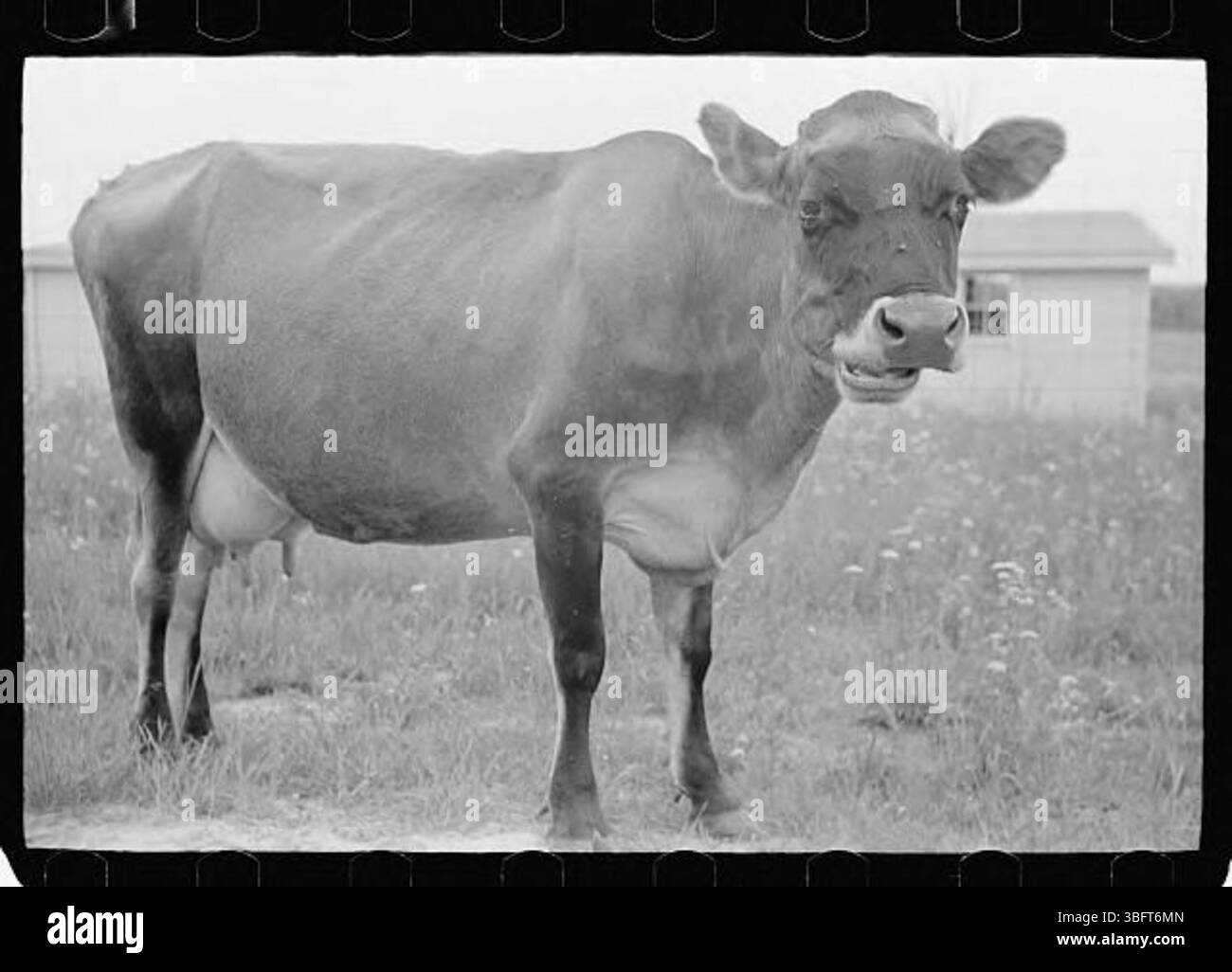 Photograph of a single cow standing in an open rural environment ...
