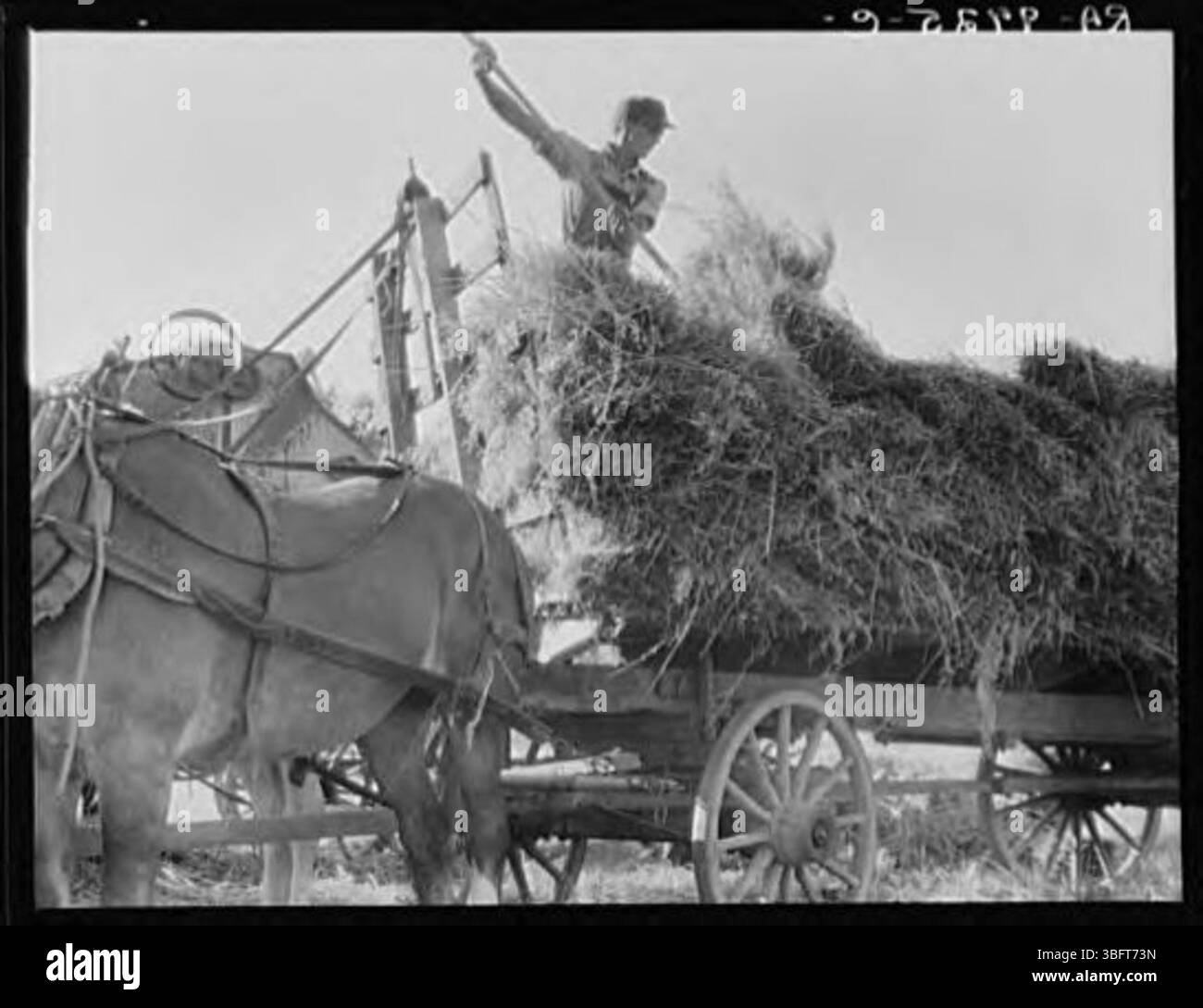 A historical photograph of oat threshing south of Indianapolis ...