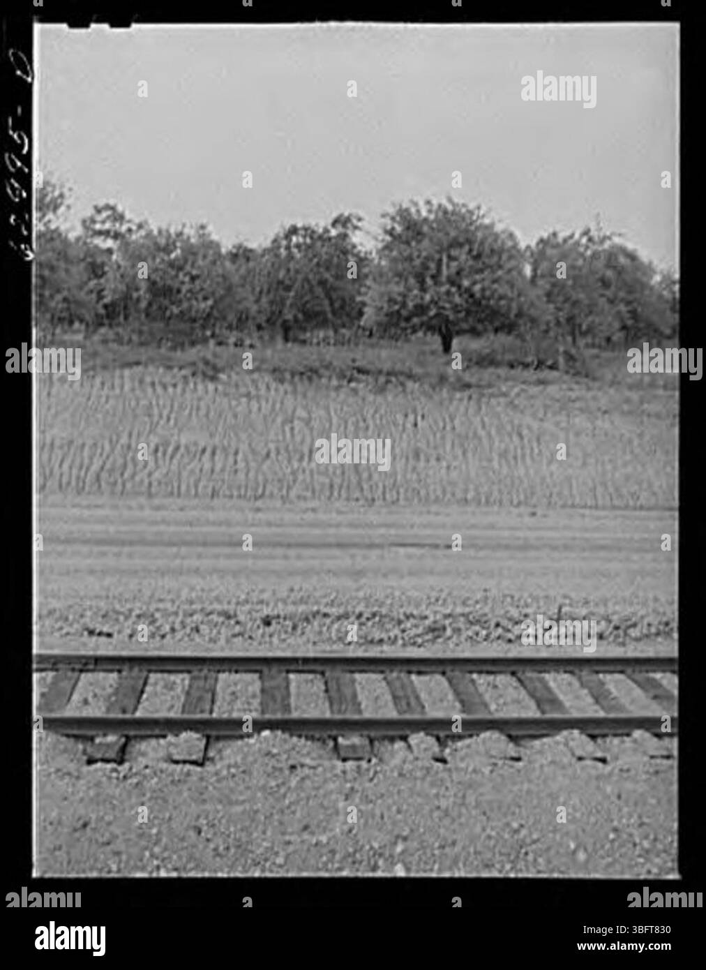 This image shows a railroad track passing through an apple orchard ...