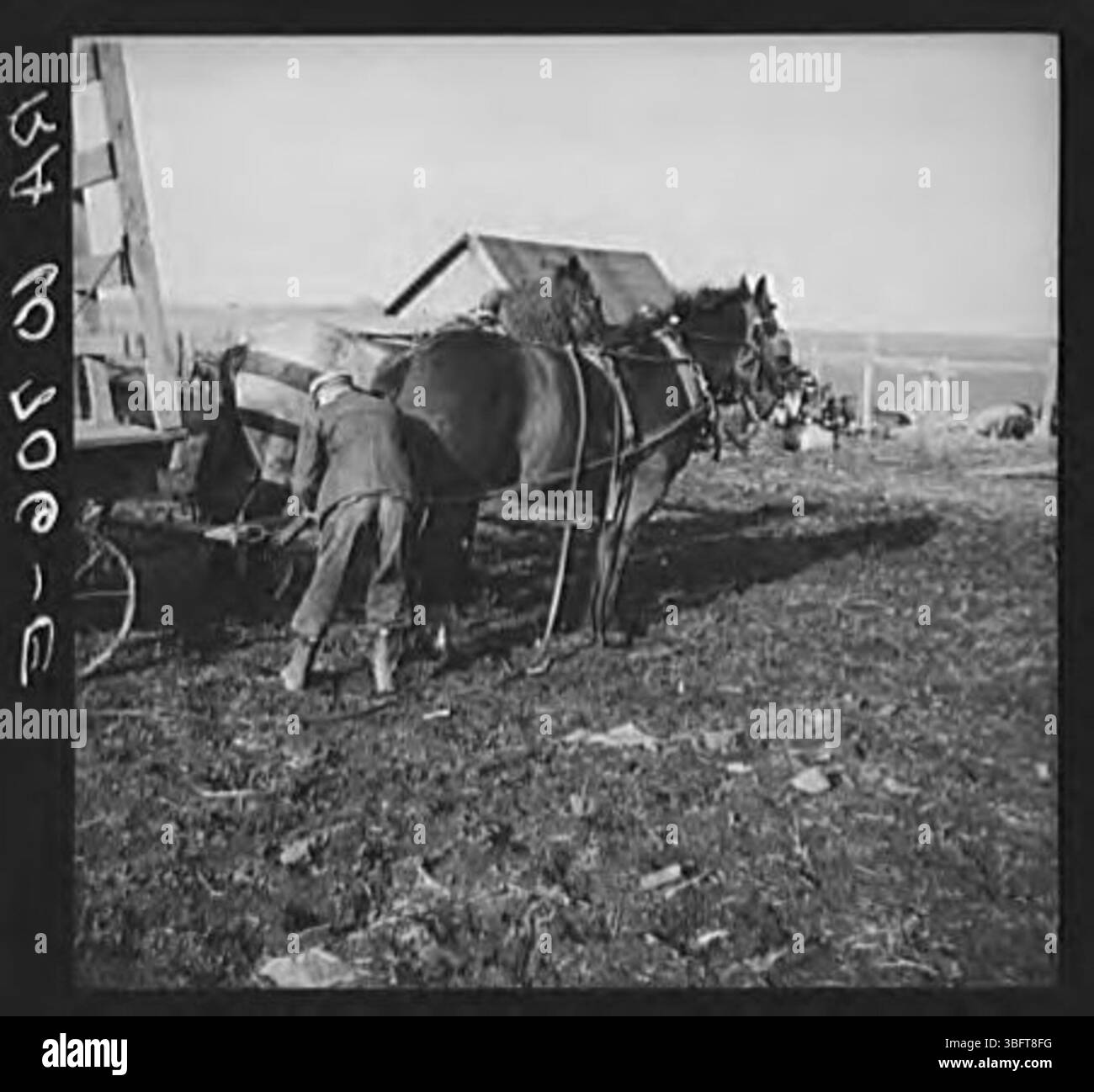 Tip Estes is seen hitching horses to a wagon. This traditional farming ...