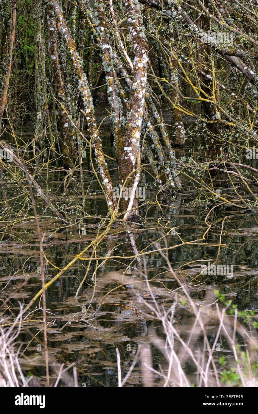 Boggy environment hi-res stock photography and images - Alamy